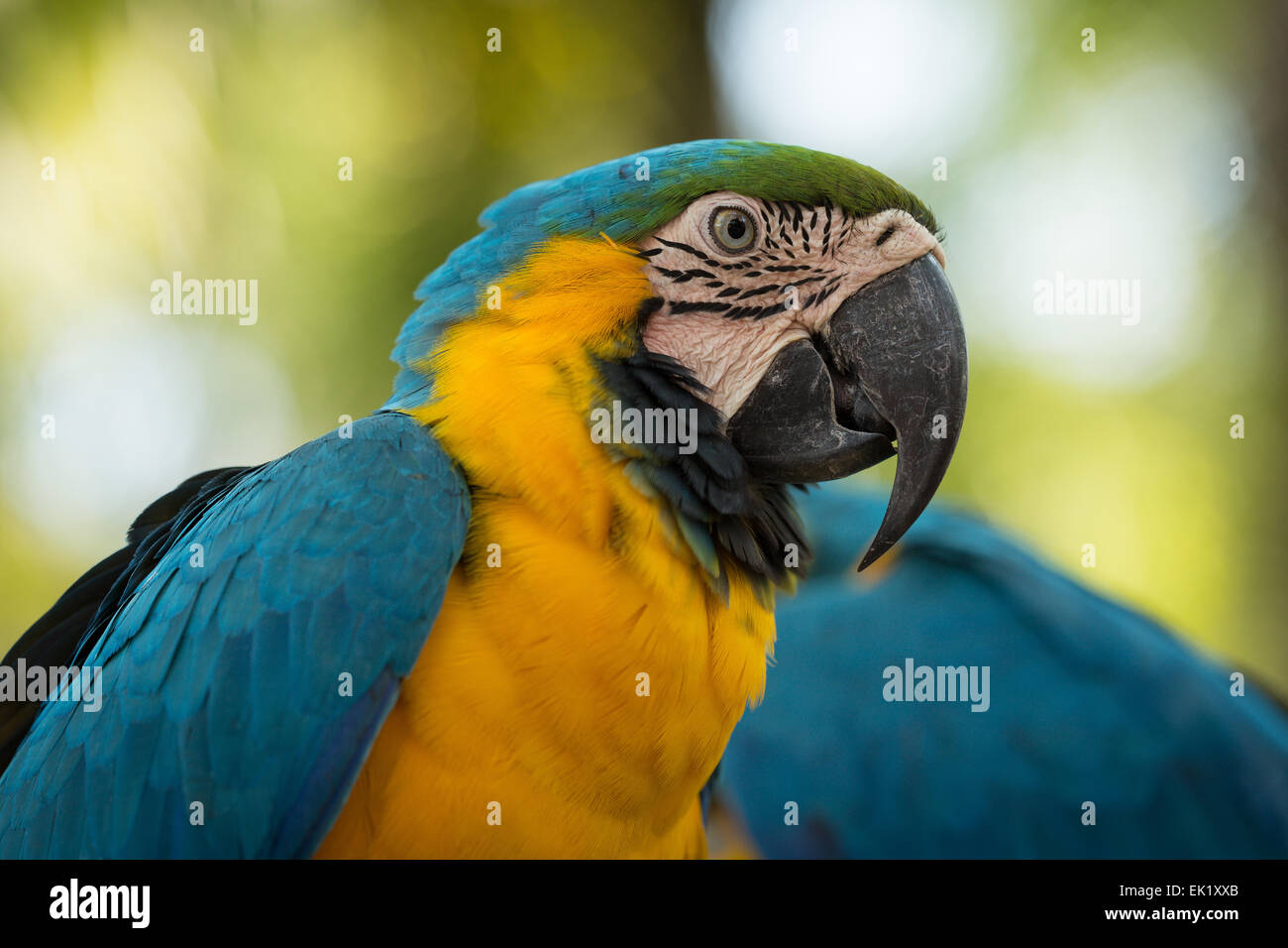 Parrot head close-up Stock Photo - Alamy