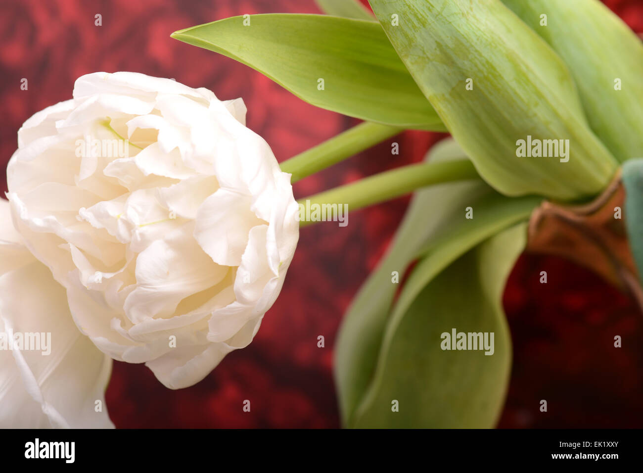 Close up image of white tulip Stock Photo - Alamy