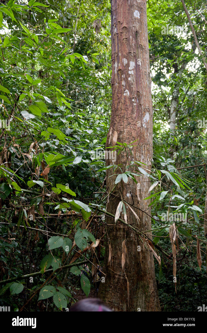 Tambopata Province Forest Stock Photo - Alamy
