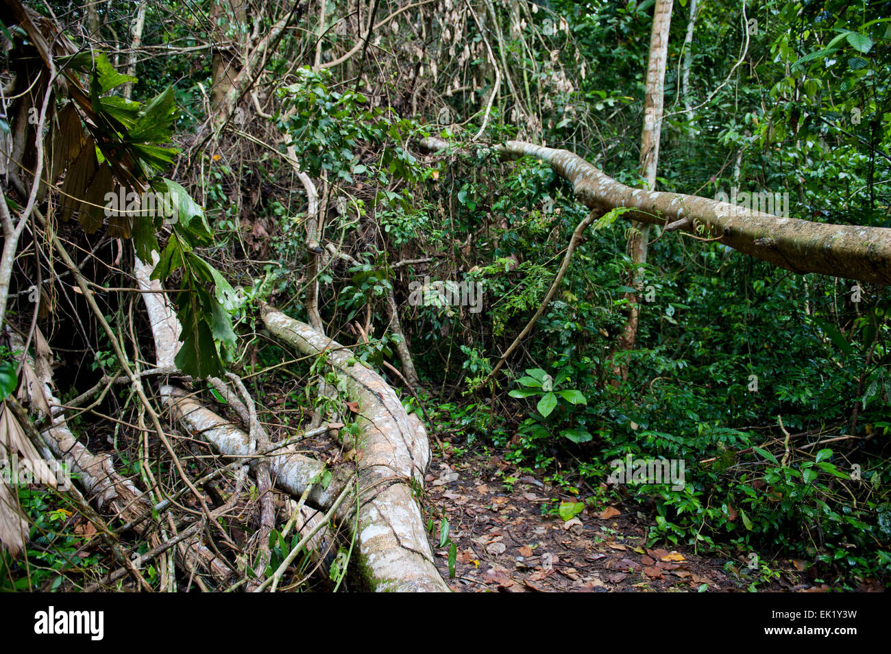 Tambopata Province Forest Stock Photo - Alamy