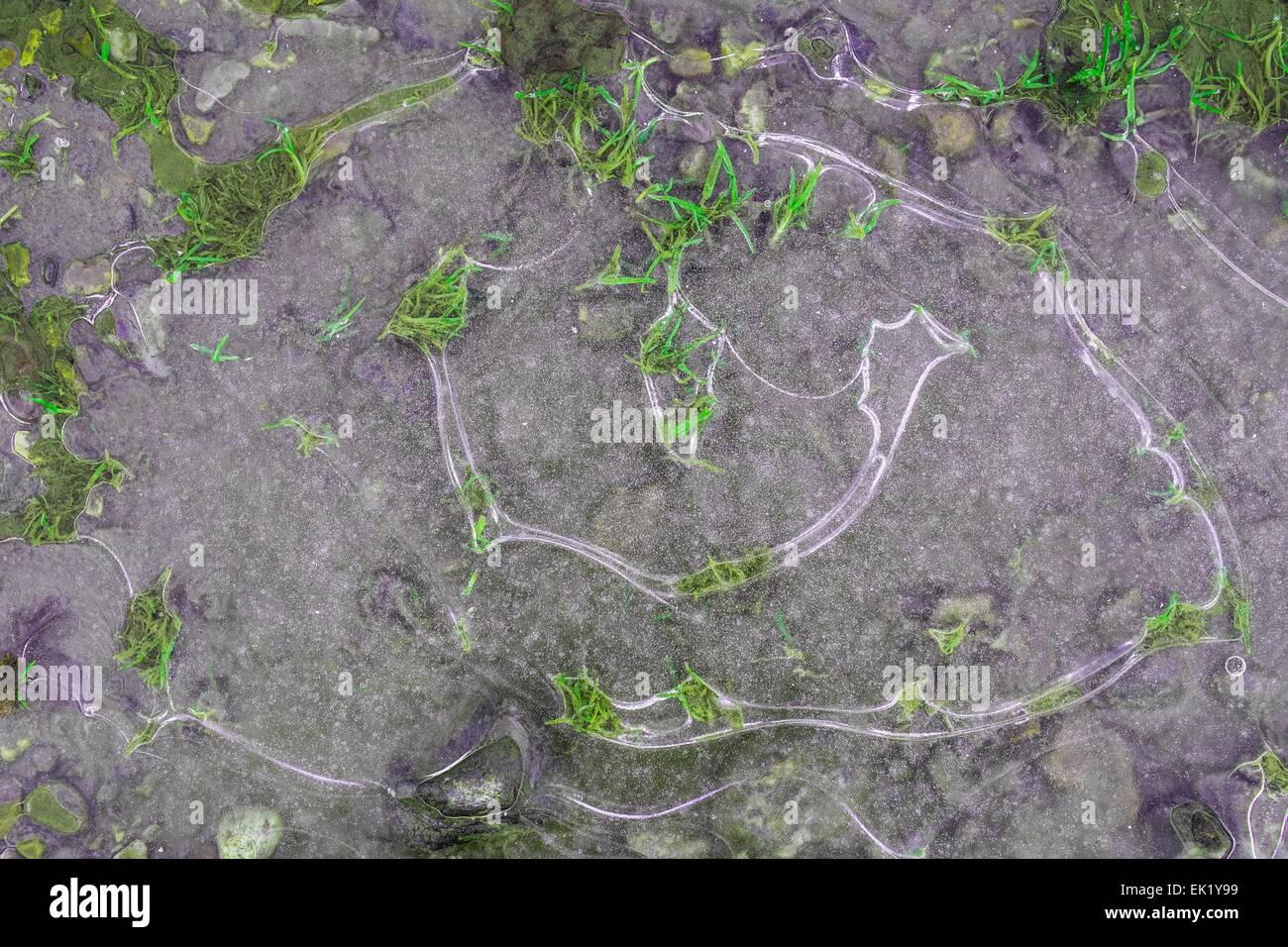 Puddle pattern hi-res stock photography and images - Alamy