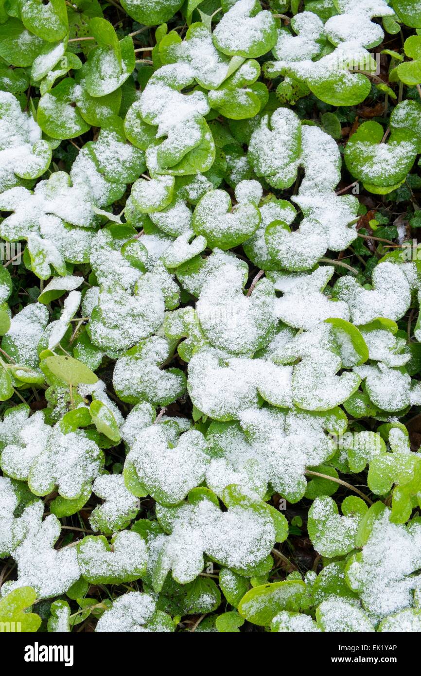 Petasites fragrans, Winter Heliotrope, new growth with a covering of ...