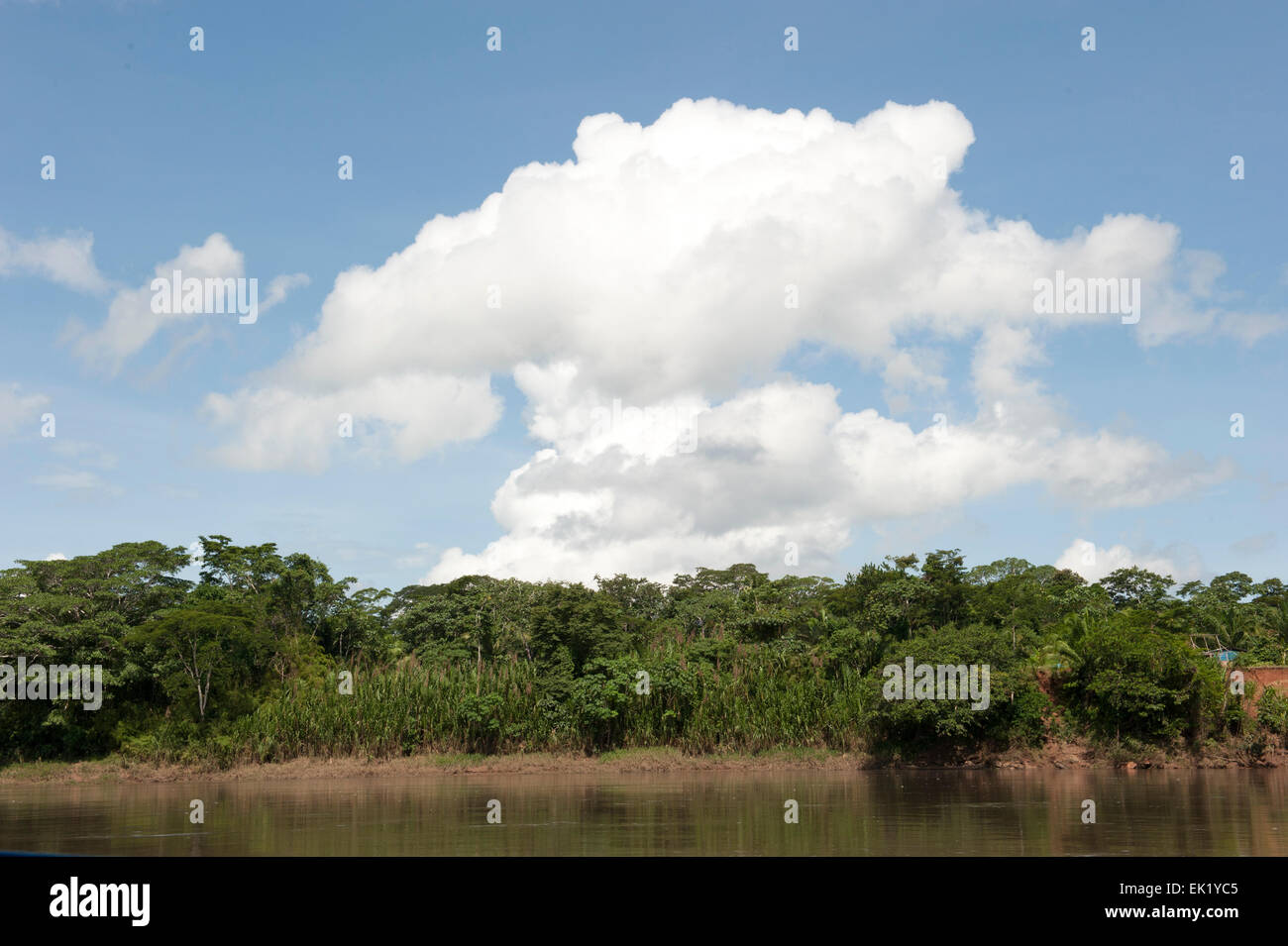 Biodiversity amazon hi-res stock photography and images - Alamy