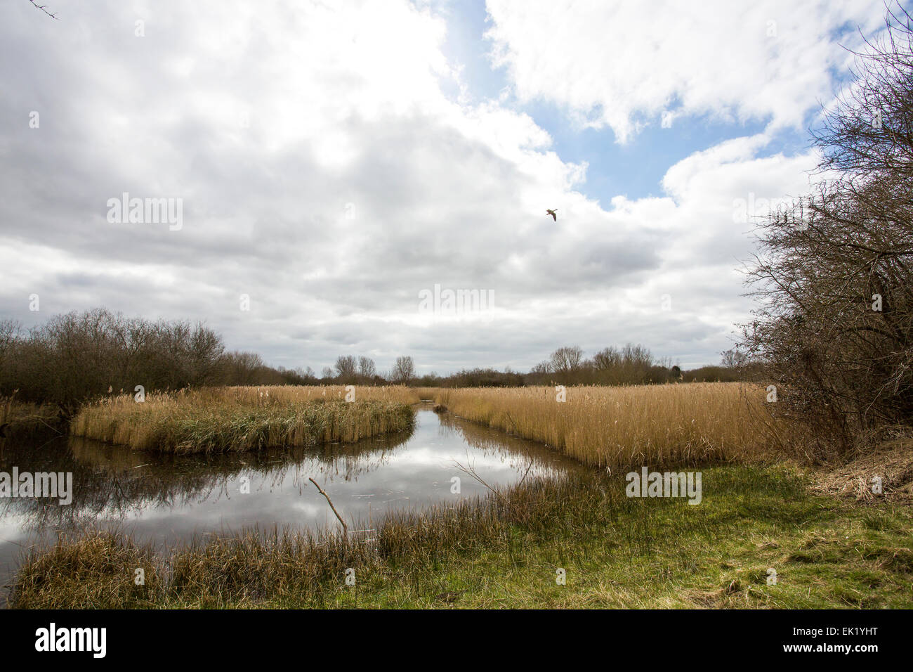 Birds flying over reeds on a riverbed at Fowlmere Nature Reserve Stock ...