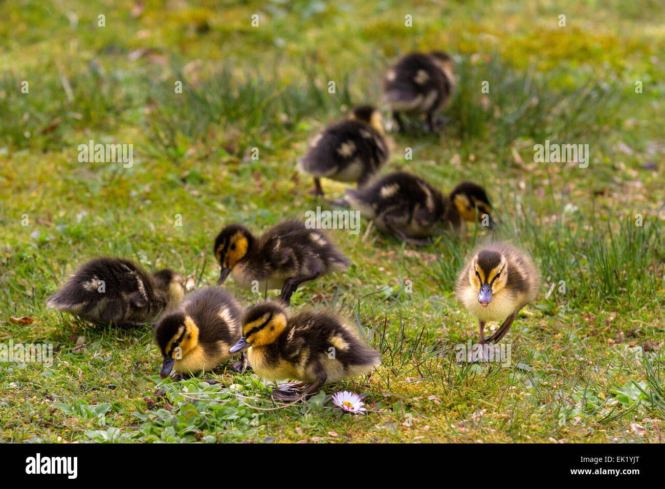 Imprinting bird hi-res stock photography and images - Alamy