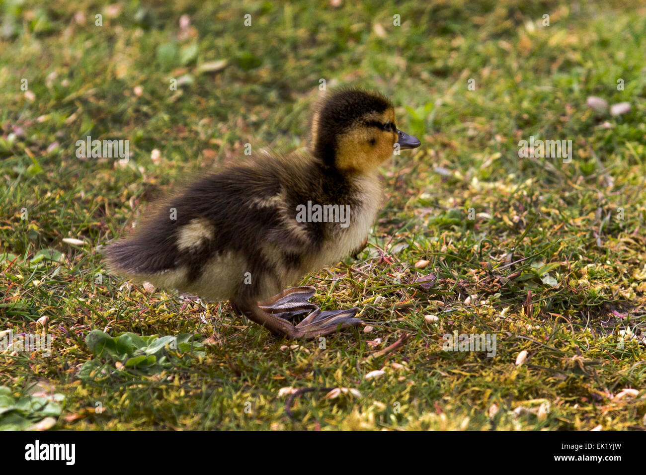 Duckling Imprinting