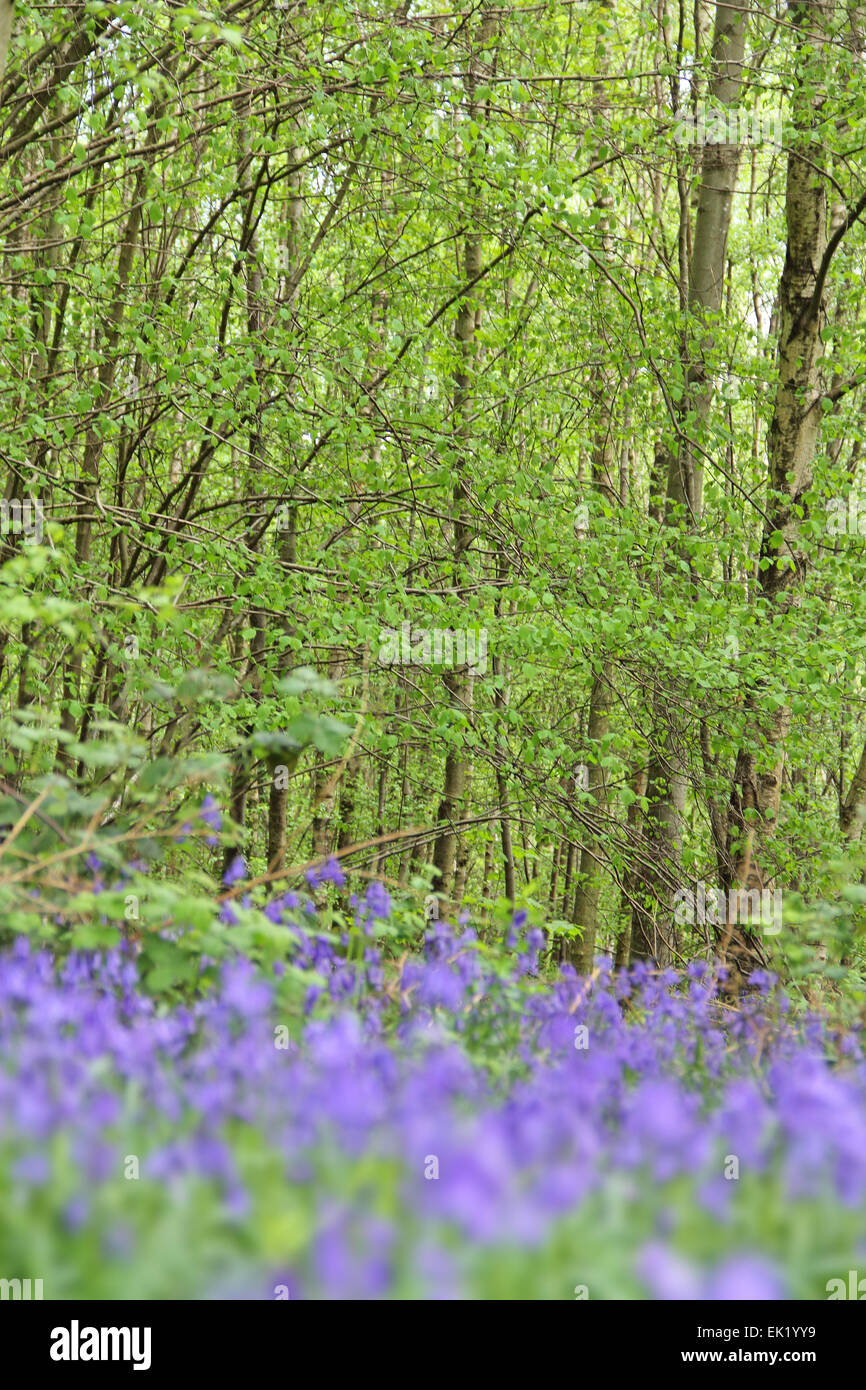 Beautiful landscape with Bluebell flowers in spring forest Stock Photo ...