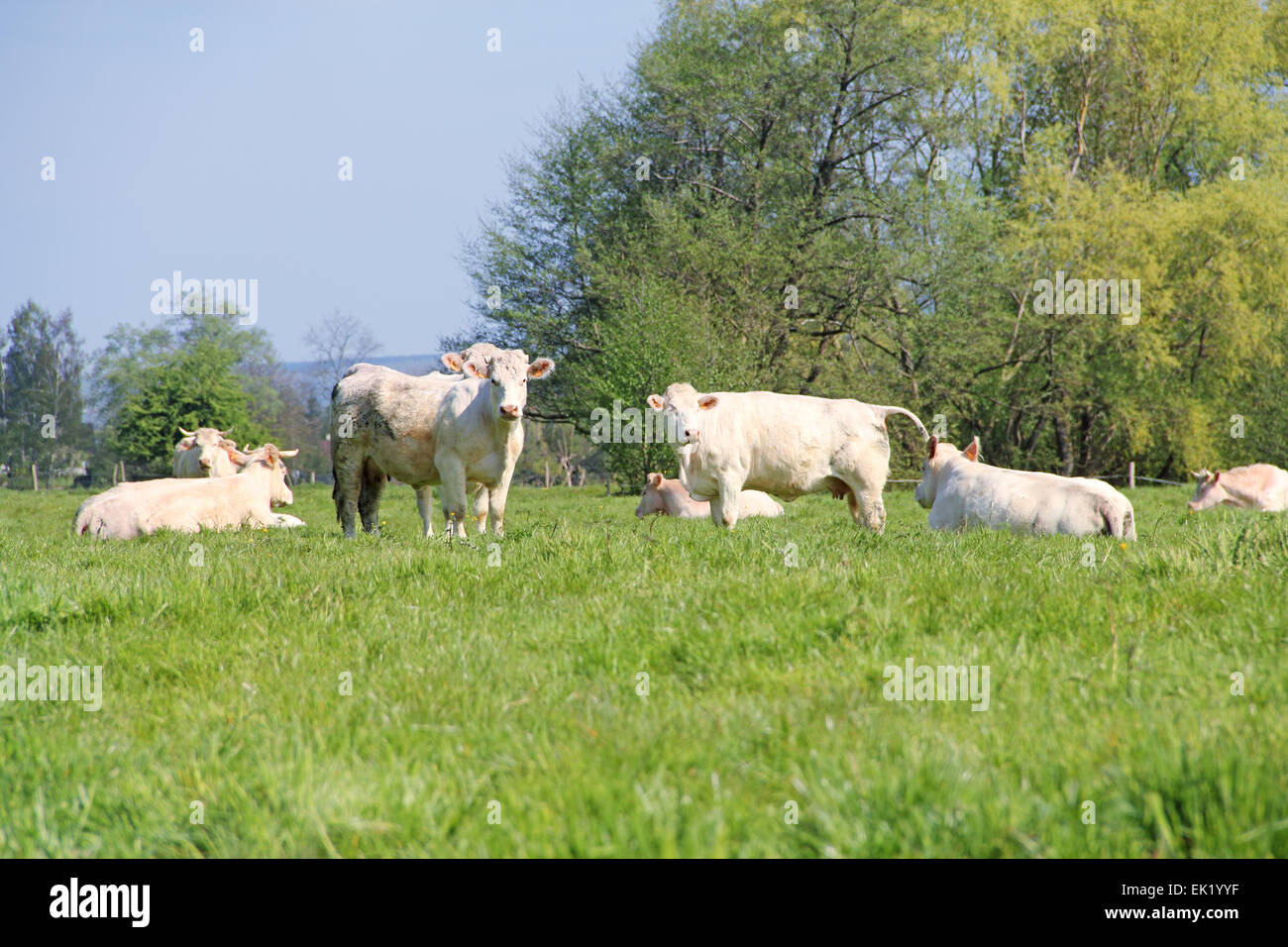 Norman cow and its young calf hi-res stock photography and images - Alamy