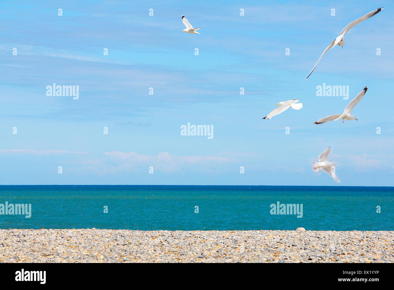 Seagulls flying over pebble beach in Normandy, France Stock Photo - Alamy