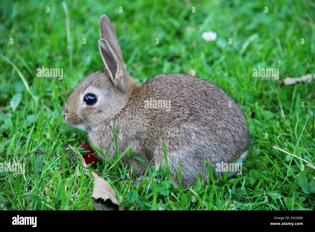 Cute gray wild baby rabbit in grass eating cherry Stock Photo - Alamy