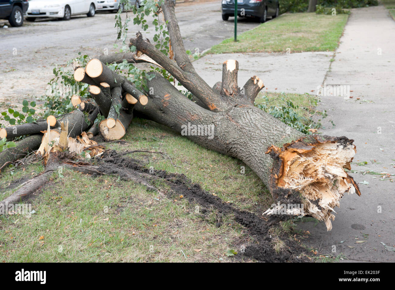 Broken Tree Stump Stock Photo - Alamy