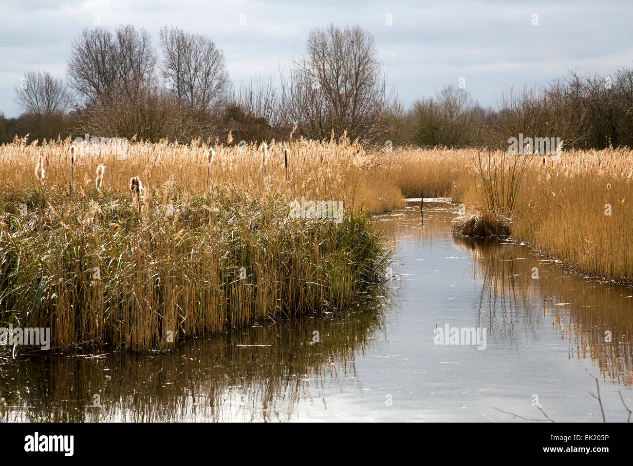 Reeds on a riverbed at Fowlmere Nature Reserve Stock Photo - Alamy
