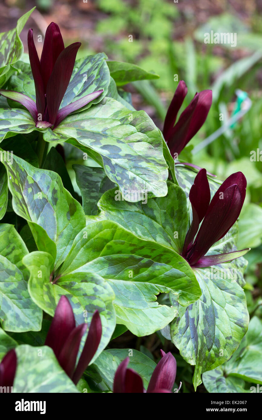 Red flowers of the spring blooming wake robin, Trillium chloropetalum ...