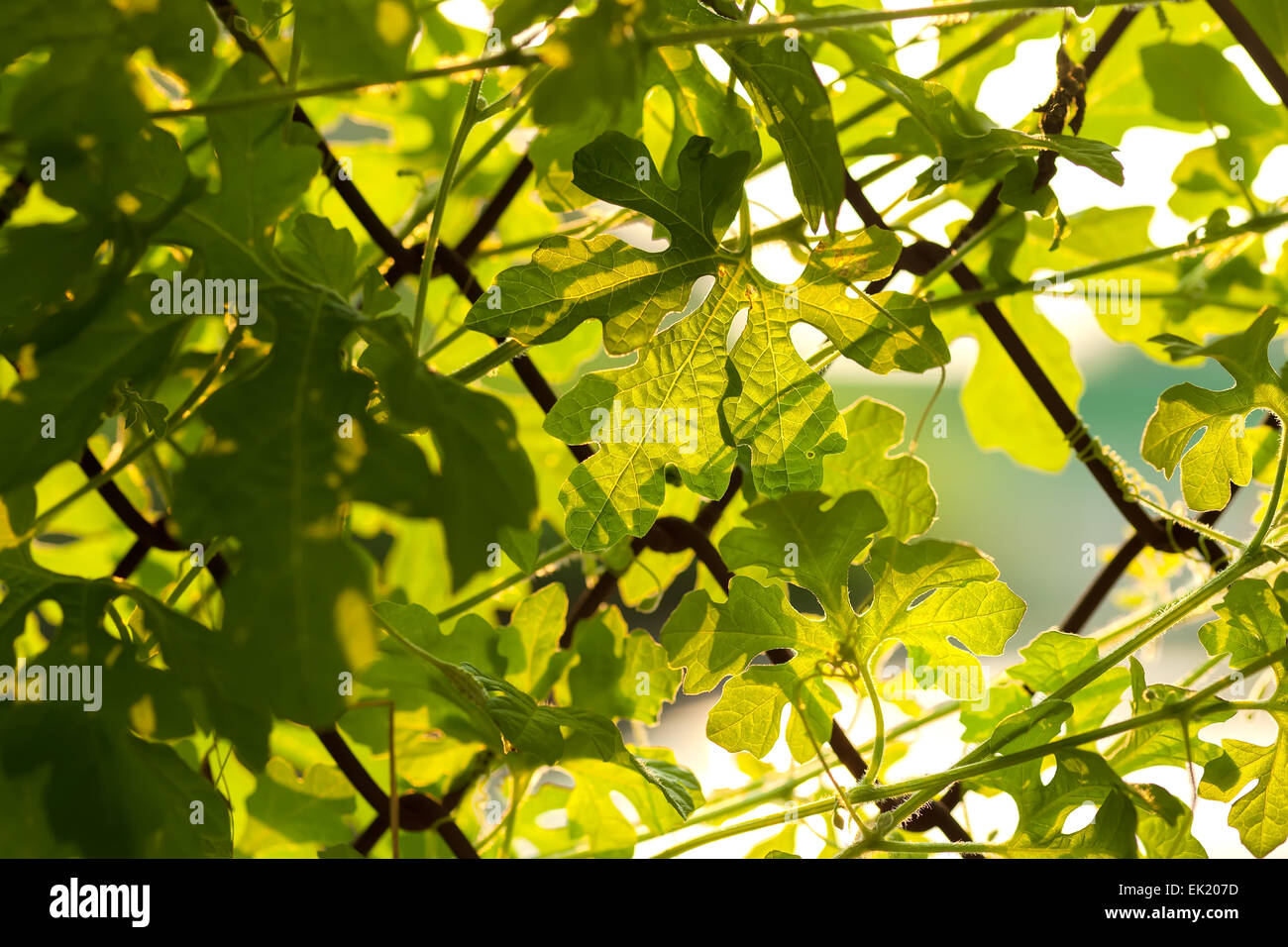 leaf sunset summer relax background Stock Photo - Alamy