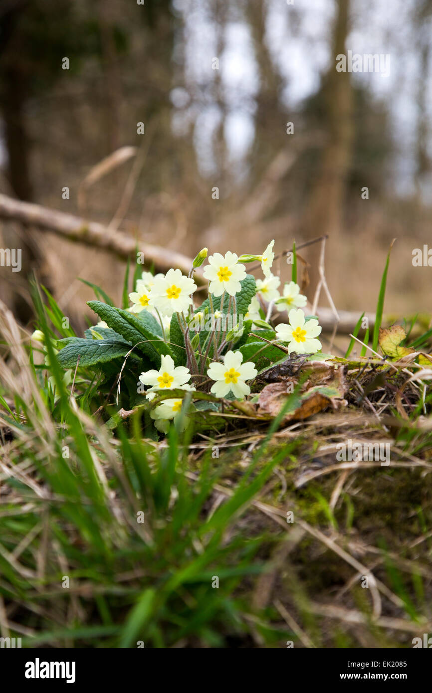 Primrose Wood High Resolution Stock Photography and Images - Alamy