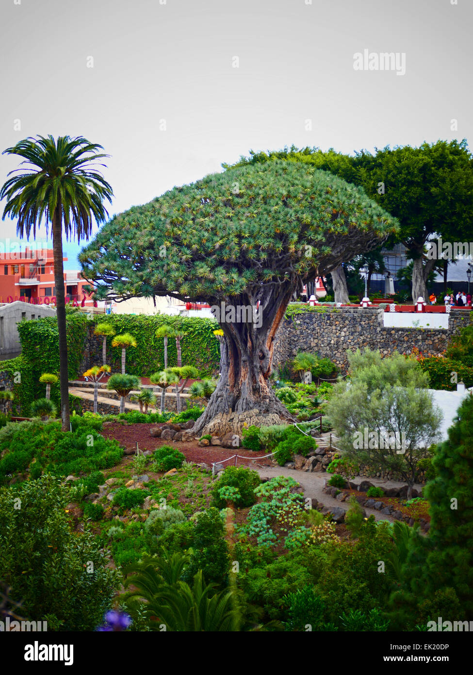 Dragon Tree Drago de Icod in Icod de los Vinos Tenerife Canary islands ...