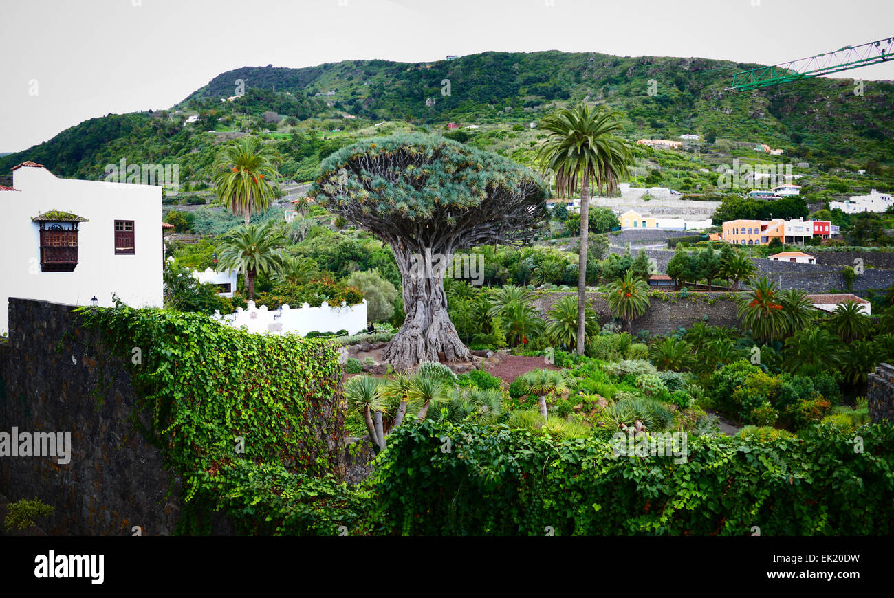 Dragon Tree Drago de Icod in Icod de los Vinos Tenerife Canary islands ...