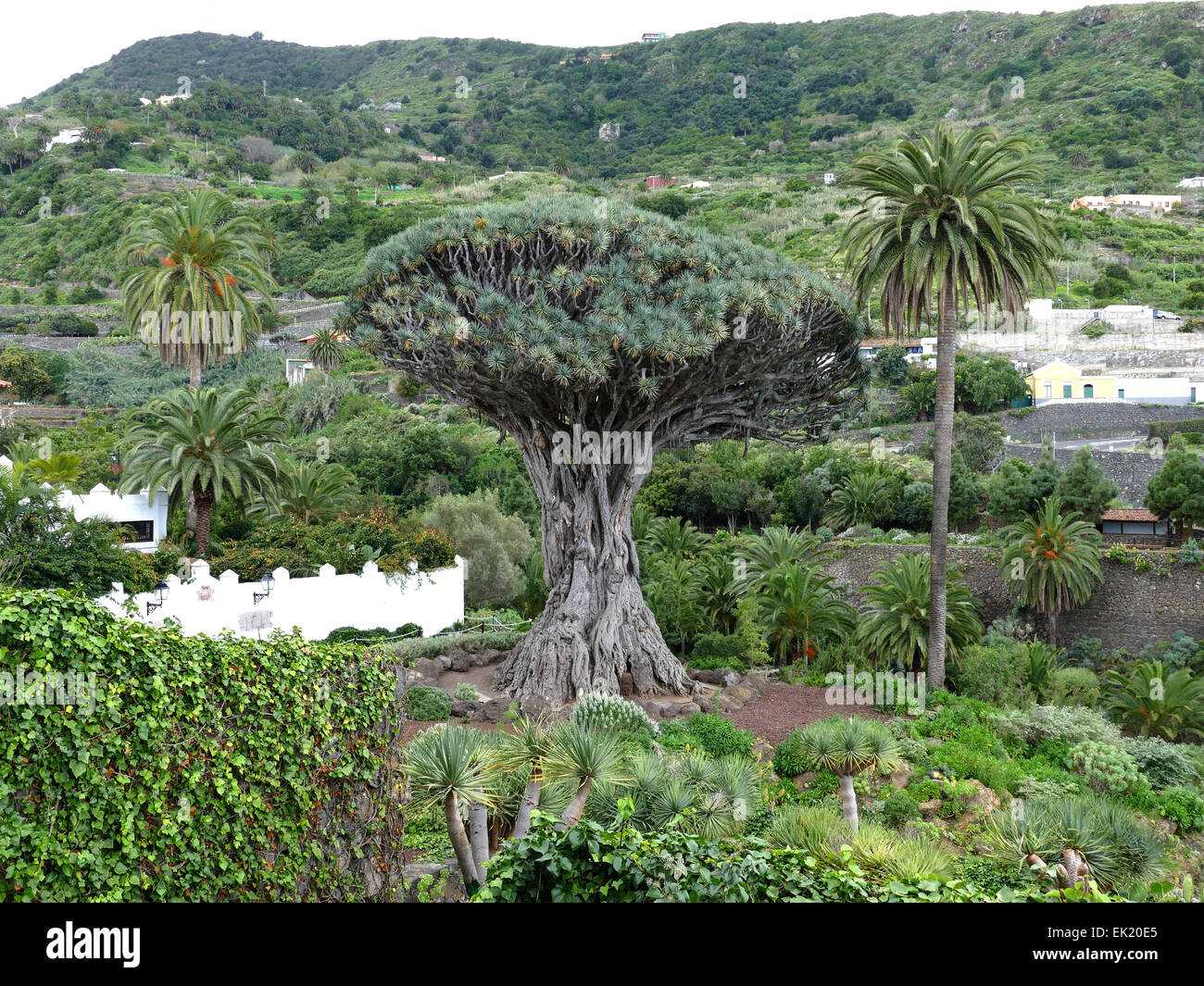 Dragon Tree Drago de Icod in Icod de los Vinos Tenerife Canary islands ...