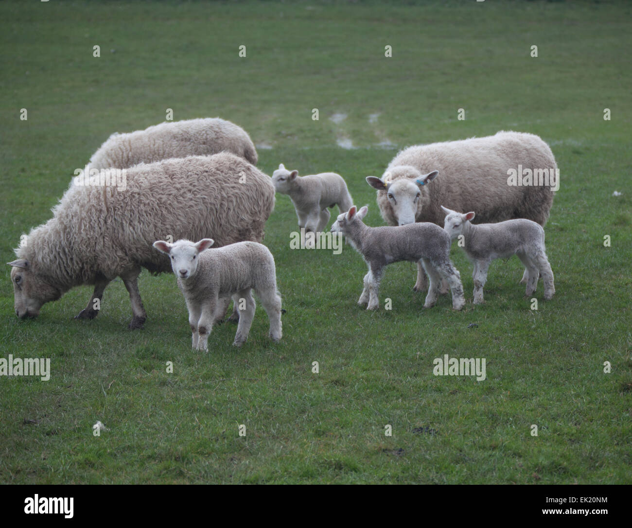 Four lambs hi-res stock photography and images - Alamy
