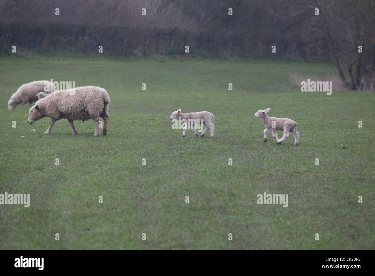 Frolicking lambs hi-res stock photography and images - Alamy