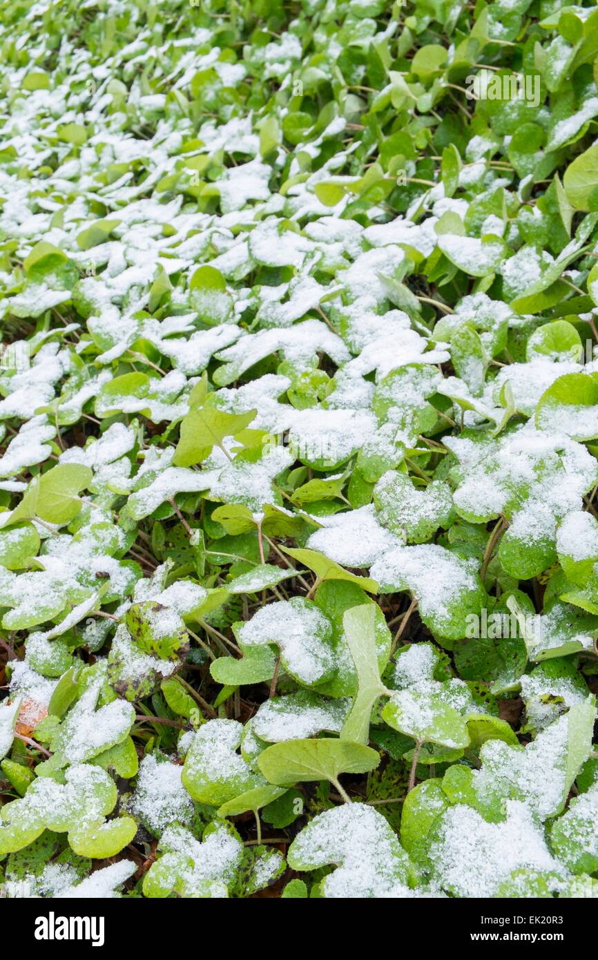 Winter heliotrope petasites fragrans hi-res stock photography and ...