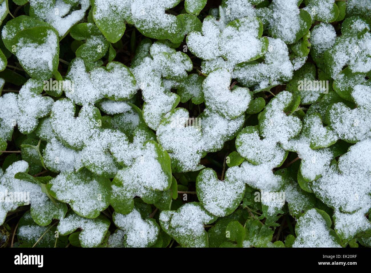 Petasites fragrans, Winter Heliotrope, new growth with a covering of ...