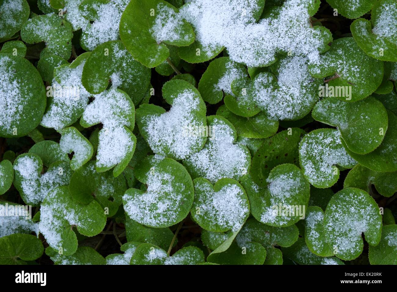 Winter heliotrope petasites fragrans hi-res stock photography and ...