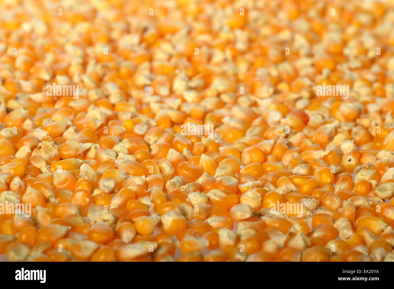 Dried corn used for making popcorn Stock Photo - Alamy