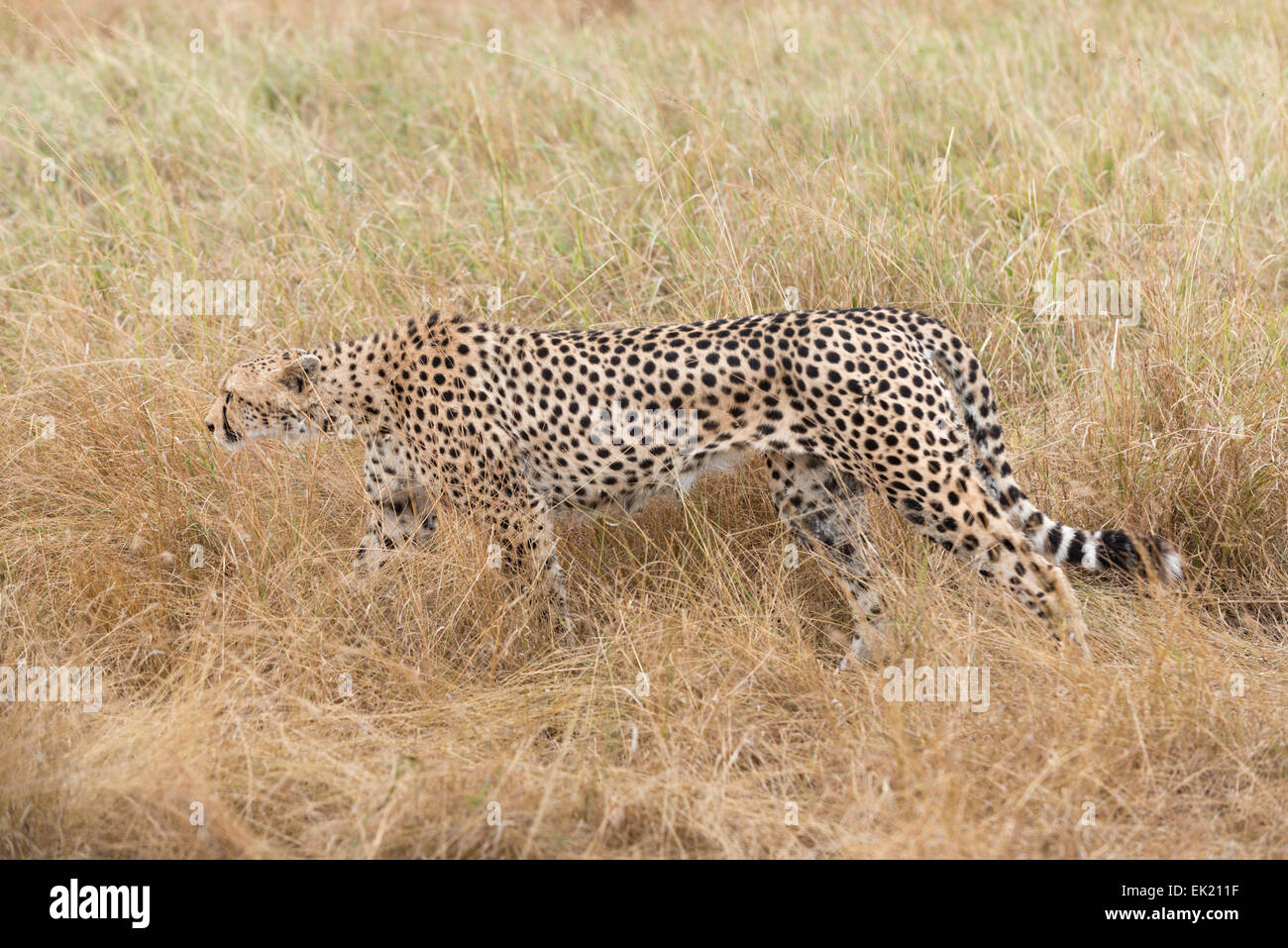 Adult cheetah hunting in savanna Stock Photo - Alamy