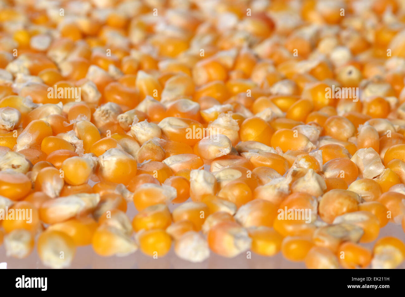 Dried corn used for making popcorn Stock Photo - Alamy
