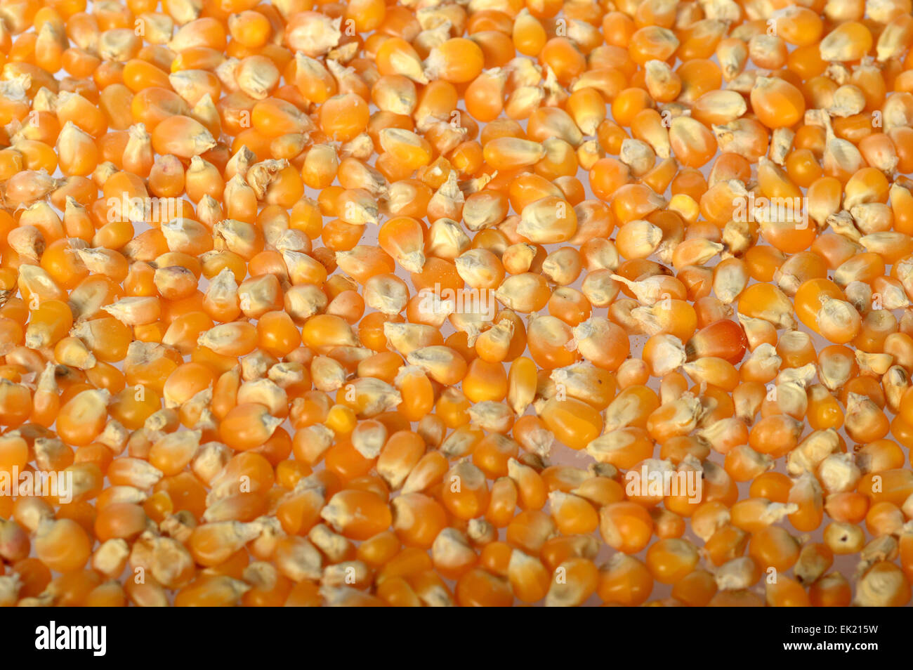Dried corn used for making popcorn Stock Photo - Alamy