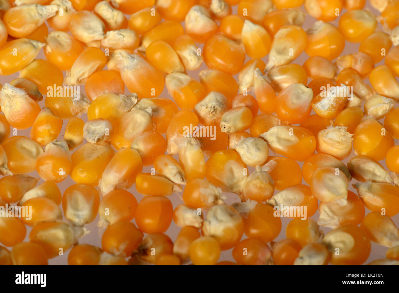Dried corn used for making popcorn Stock Photo - Alamy