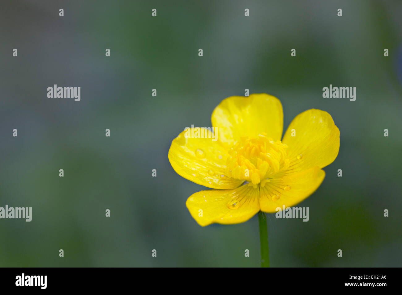 Buttercup; Spring; UK Stock Photo - Alamy