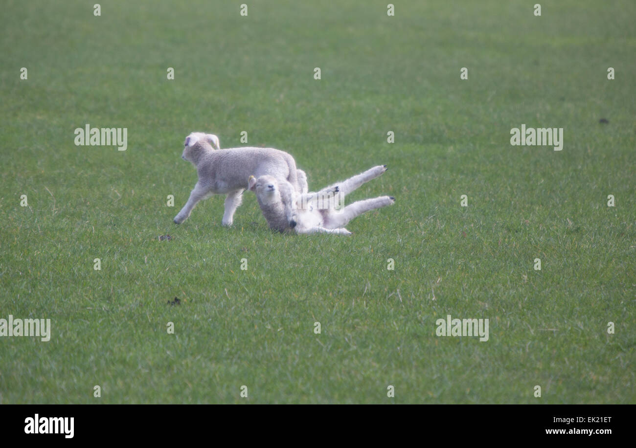 Two lambs playing Stock Photo - Alamy