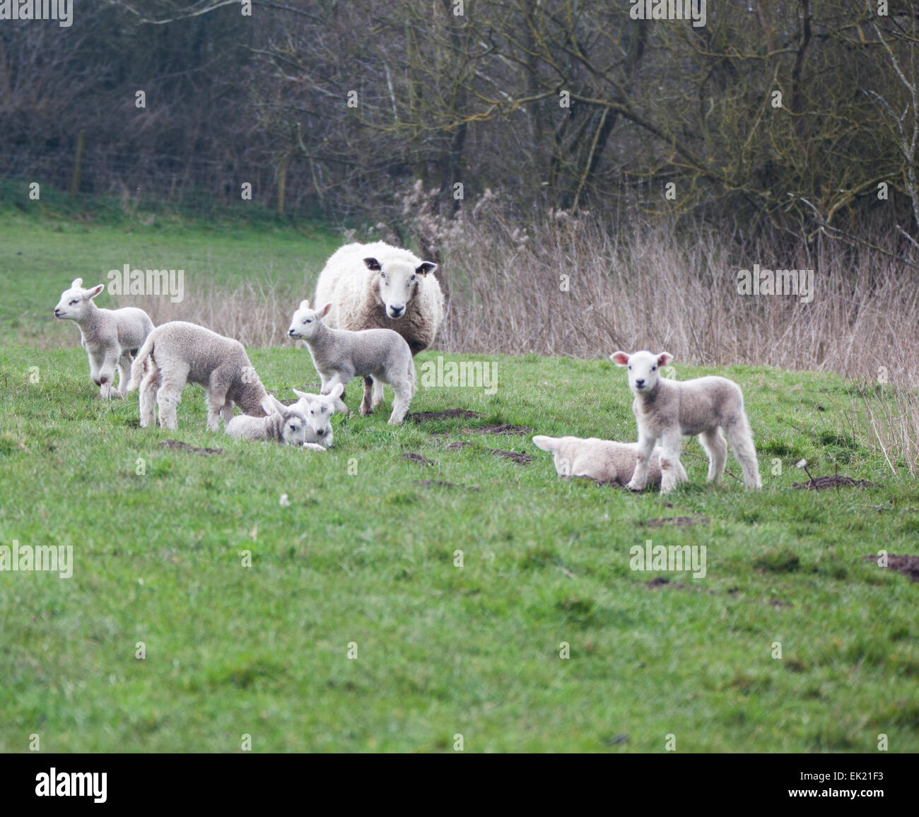 Seven sheep hi-res stock photography and images - Alamy