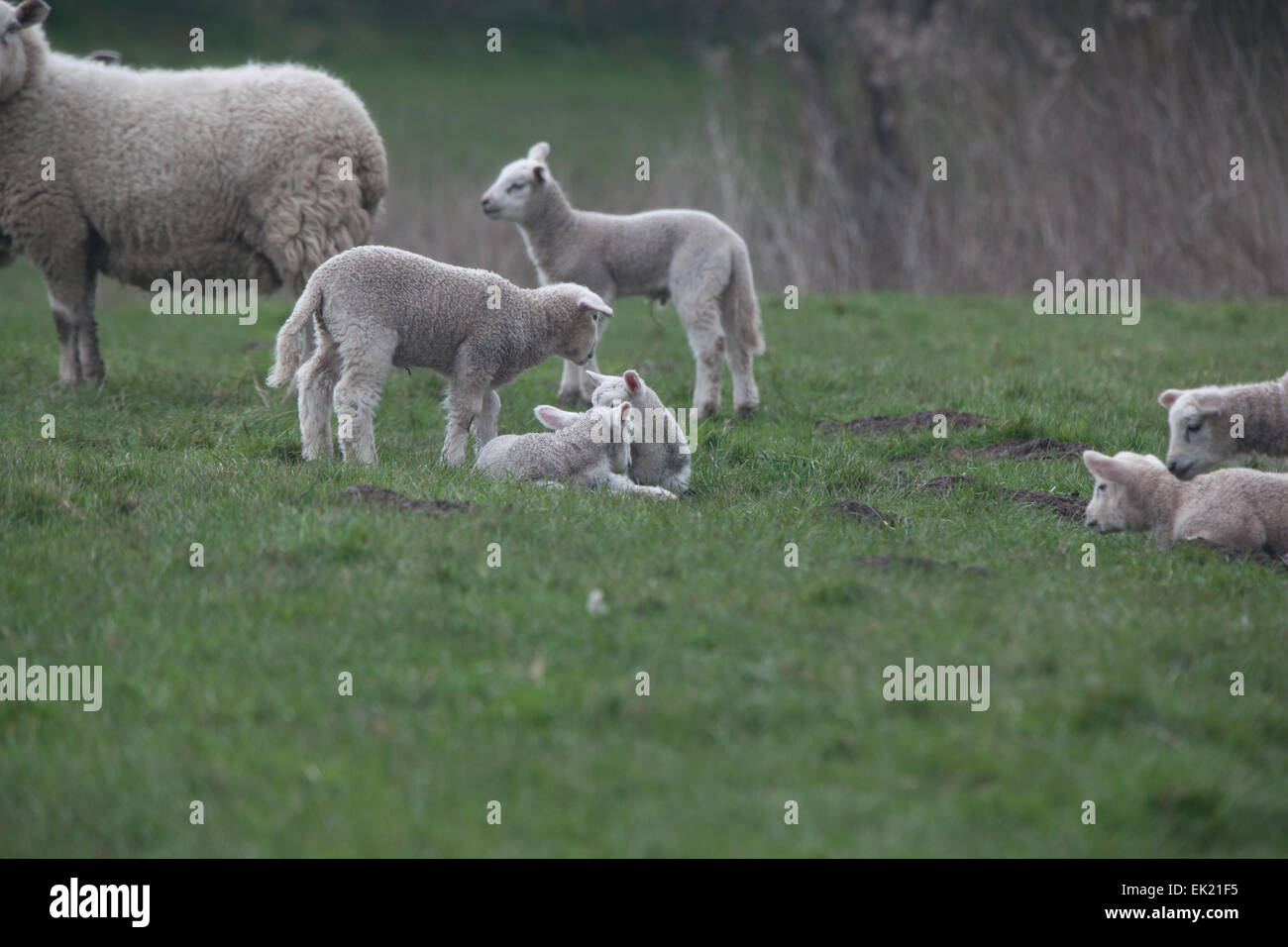 Springing lamb hi-res stock photography and images - Alamy
