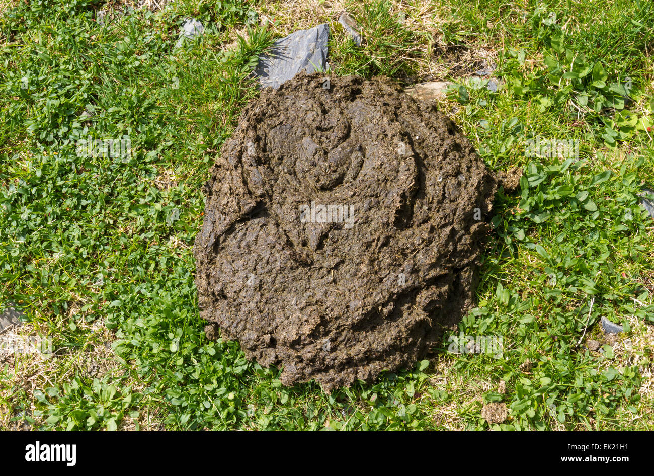 Fresh cowpat in British field Stock Photo - Alamy