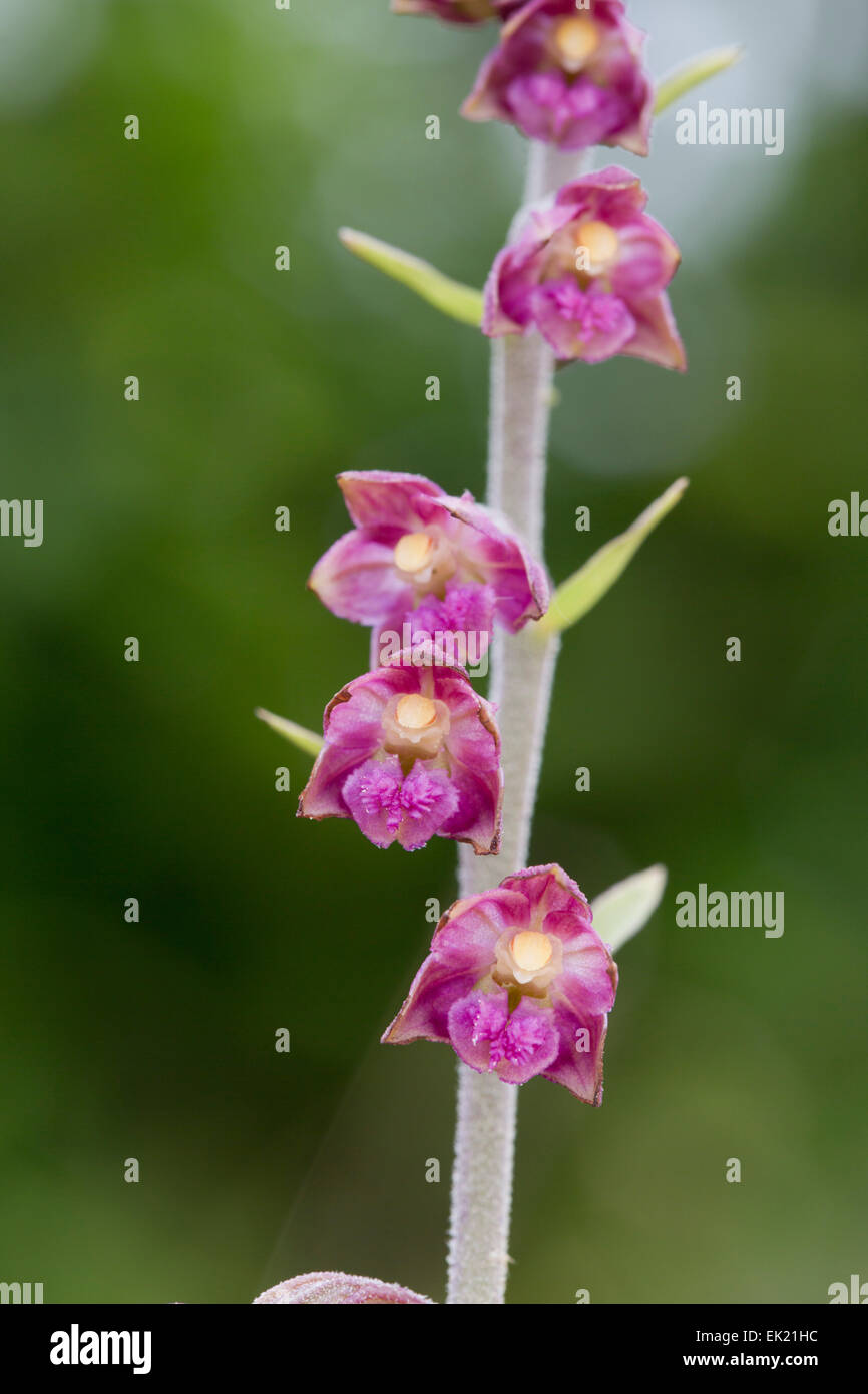 Dark Red Helleborine Epipactis atrorubens Flower Cumbria; UK Stock ...