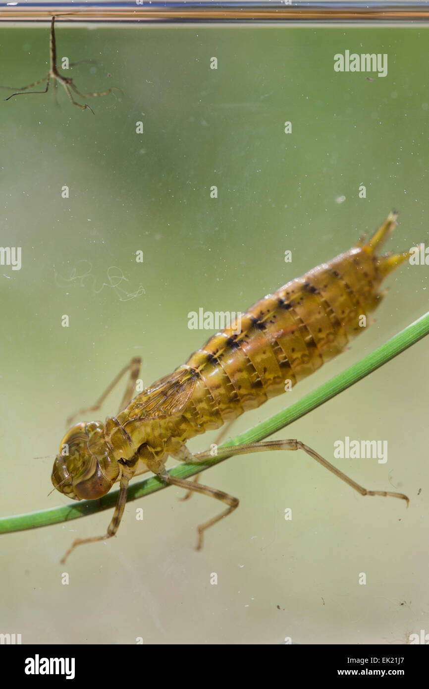 Emperor dragonfly larva hi-res stock photography and images - Alamy