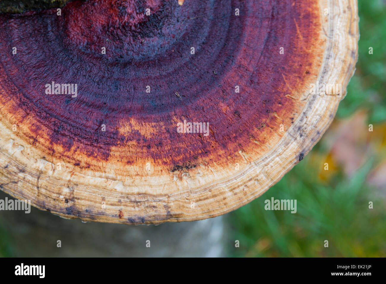 Purple and beige Bracket fungus growing out of tree stump, United ...