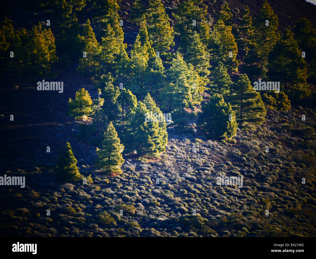 Young Pine Tree in Mt Teide Parque Nacional del Teide Tenerife island ...