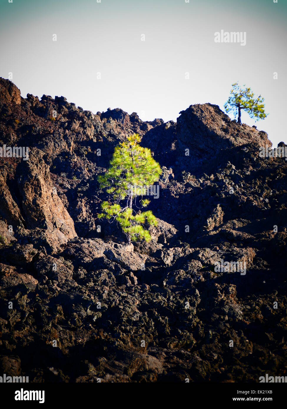 Young Pine Tree in Mt Teide Parque Nacional del Teide Tenerife island ...