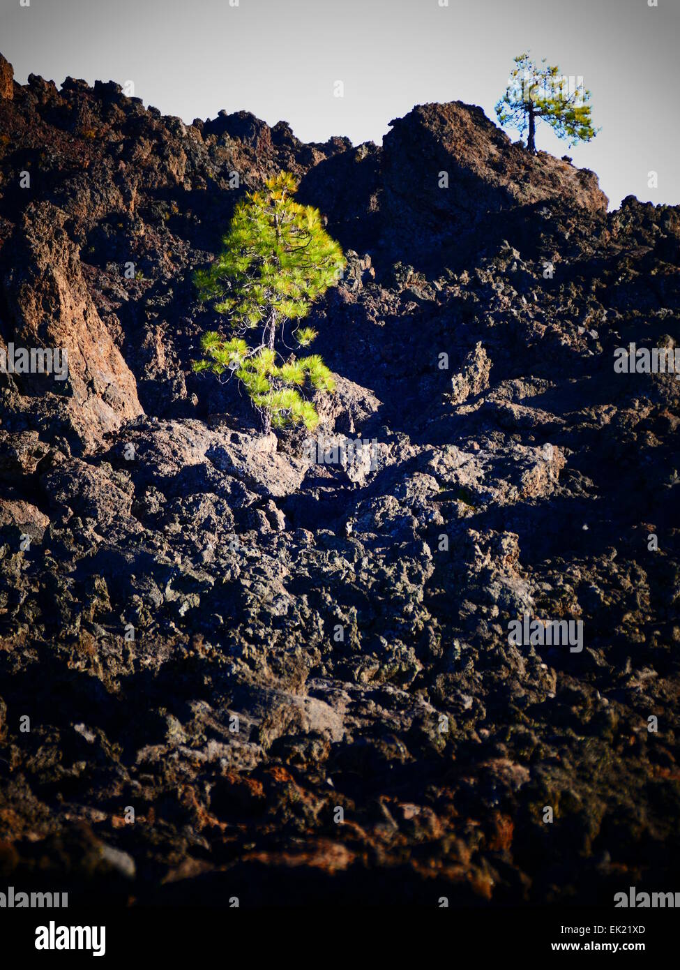 Young Pine Tree in Mt Teide Parque Nacional del Teide Tenerife island ...