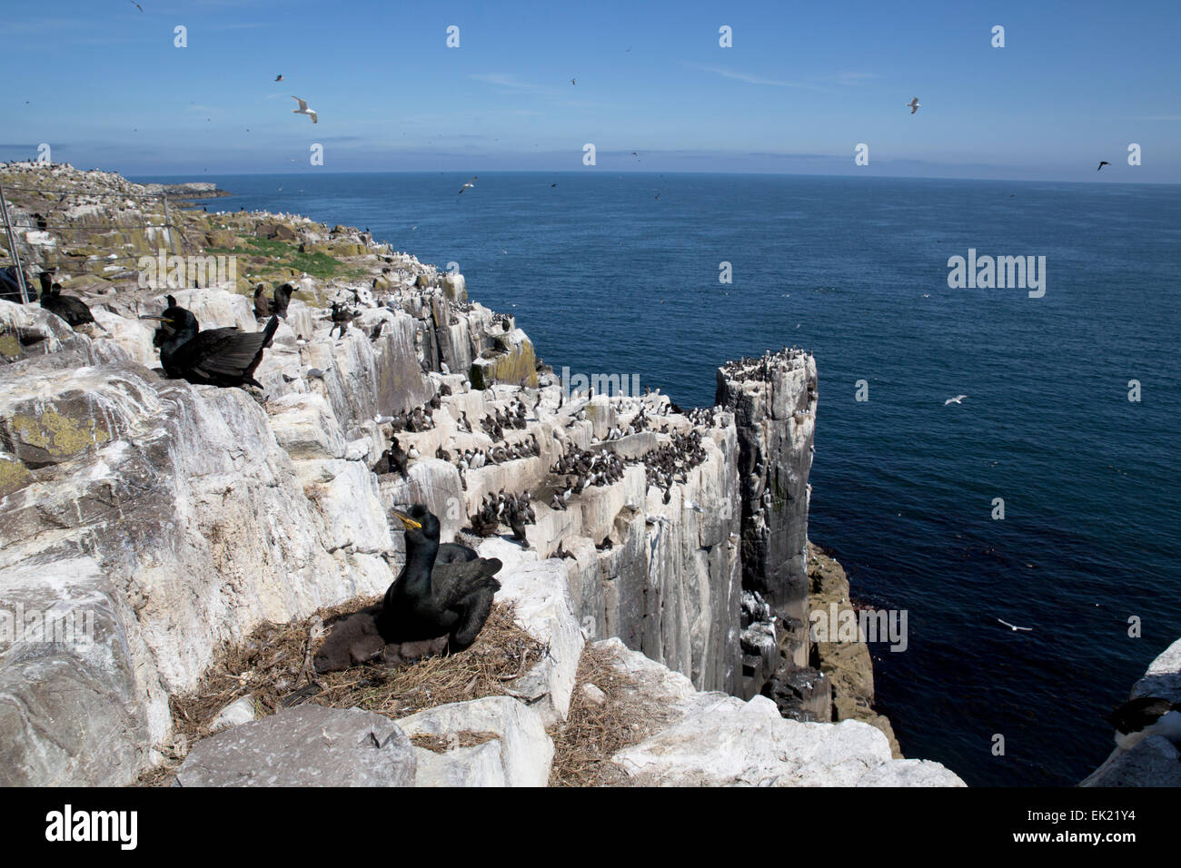Inner Farne Island; Seabird Colony Northumberland; UK Stock Photo - Alamy