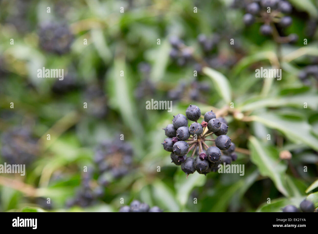 Ivy Berries Hedera helix Cornwall; UK Stock Photo - Alamy