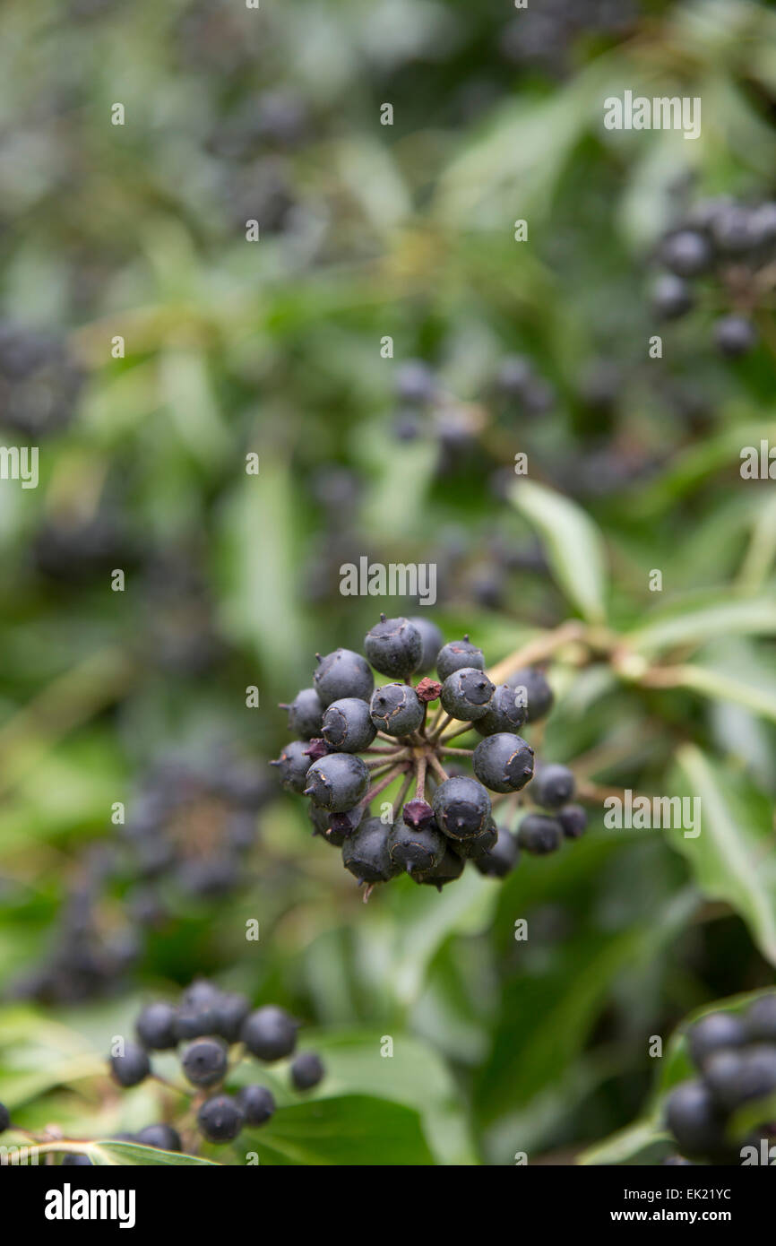 Ivy Berries Hedera helix Cornwall; UK Stock Photo - Alamy