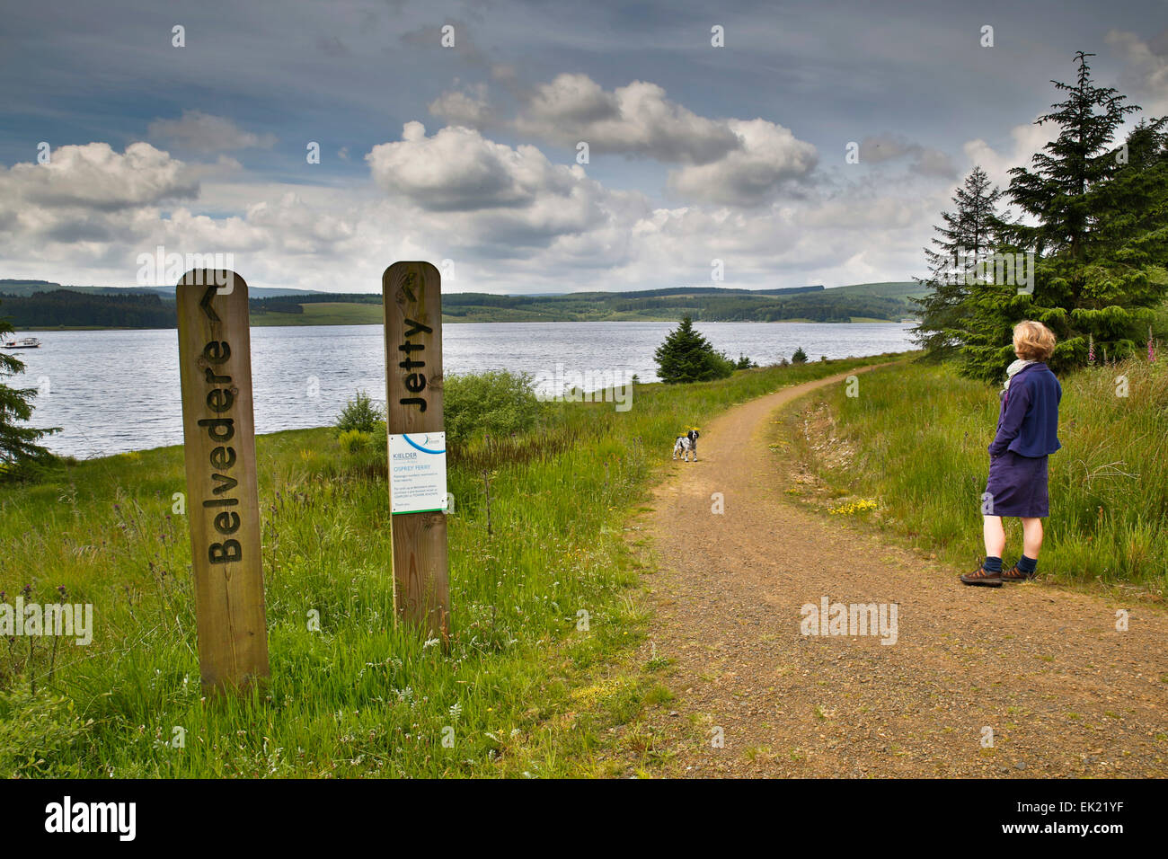 Kielder Water Woman Walking around Reservoir Northumberland; UK Stock ...