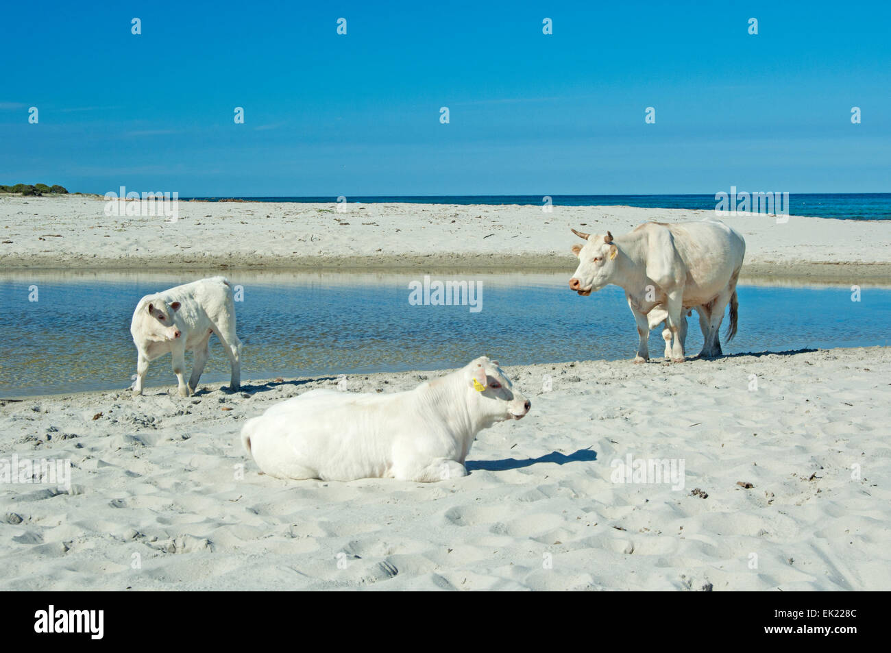 Siniscola,Sardinia,Italy, 5/2011. Cows at their home in the renowned ...