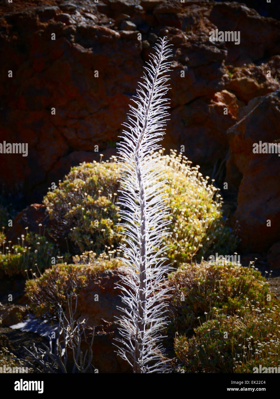 Snowy Red Vipers bugloss (Echium wildpretii) at Mt Teide Parque ...