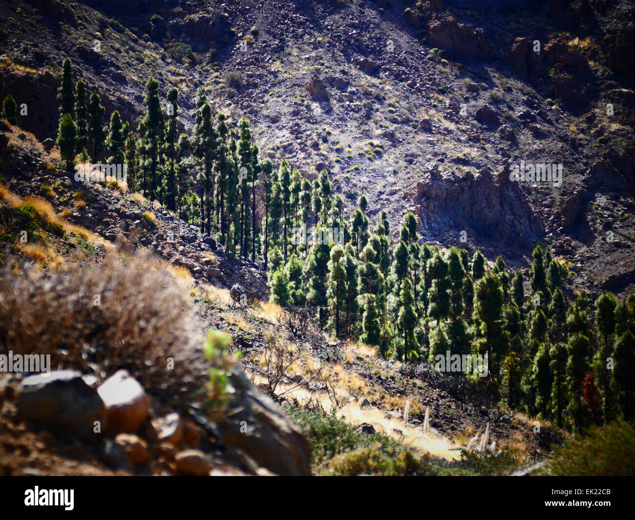 Young Pine trees grow at Mt Teide Parque Nacional del Teide Tenerife ...
